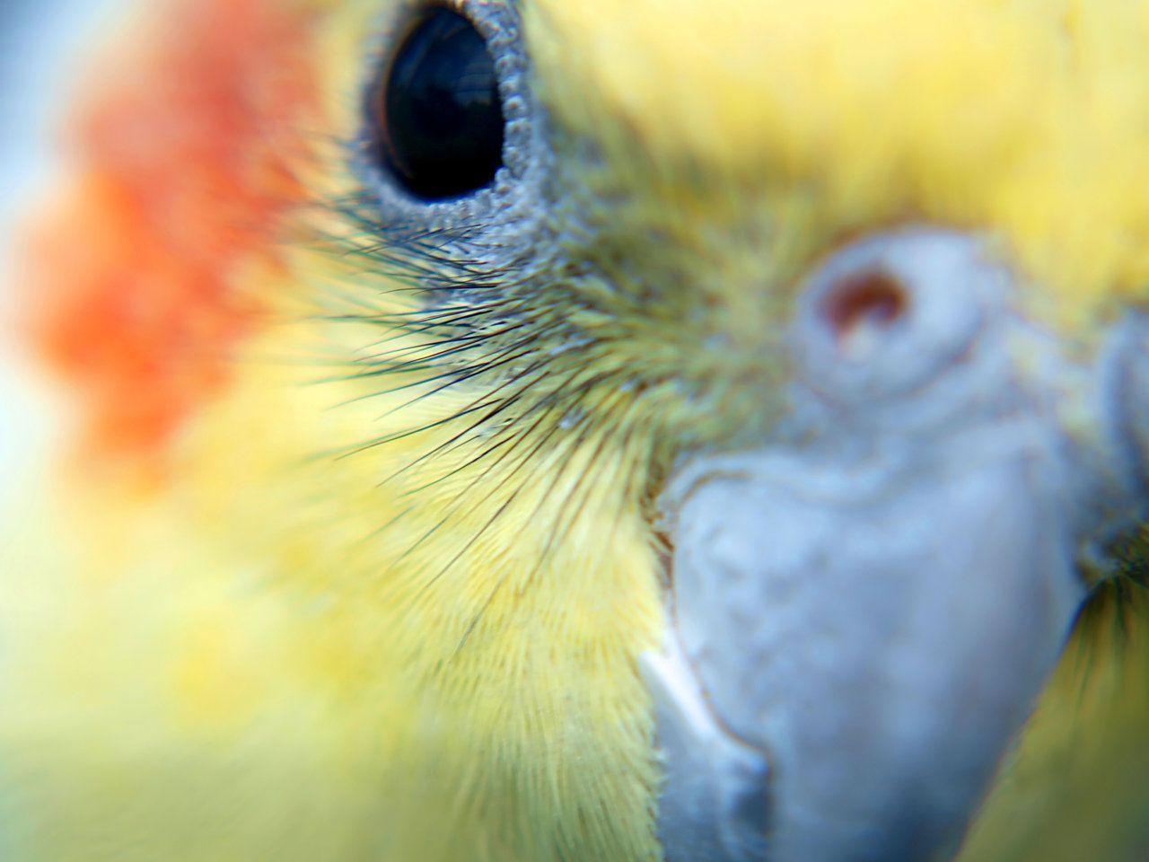 Cockatiel Wallpapers - Top Free Cockatiel Backgrounds - WallpaperAccess