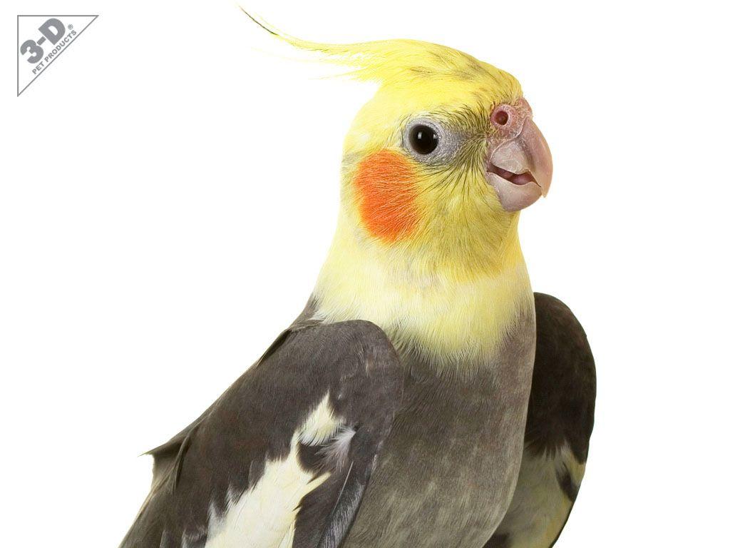 Cockatiel Wallpapers - Top Free Cockatiel Backgrounds - WallpaperAccess