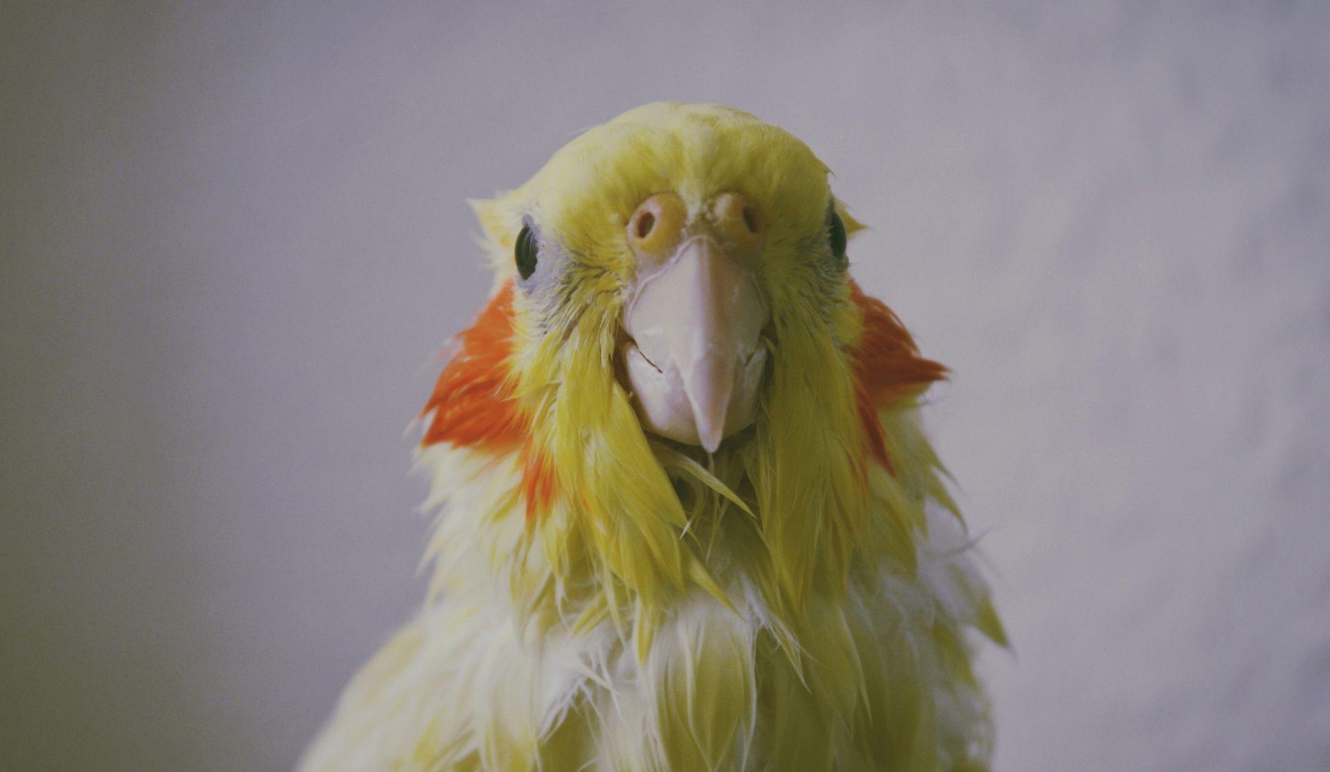 Cockatiel Wallpapers - Top Free Cockatiel Backgrounds - WallpaperAccess