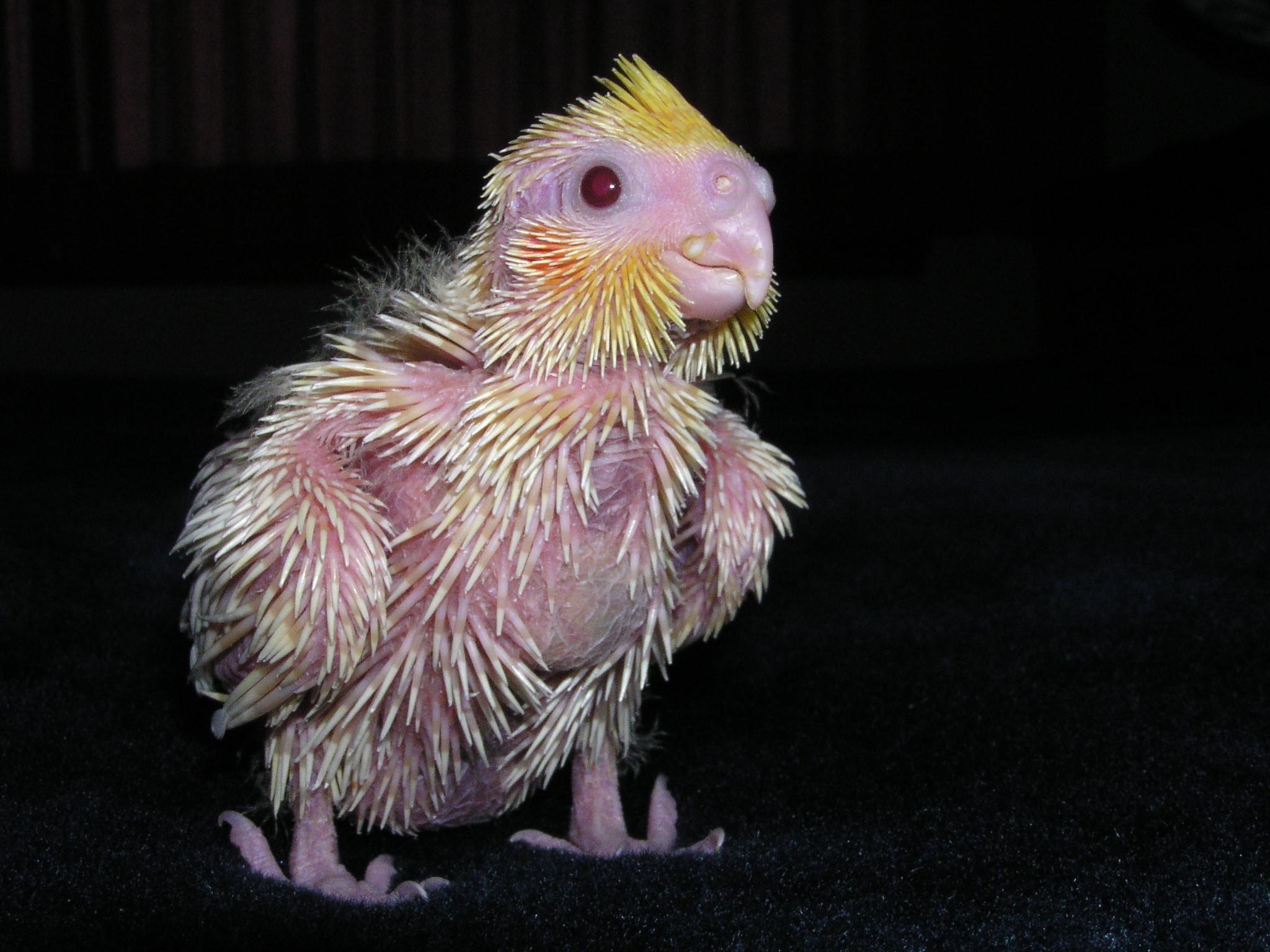 Cockatiel Wallpapers - Top Free Cockatiel Backgrounds - WallpaperAccess