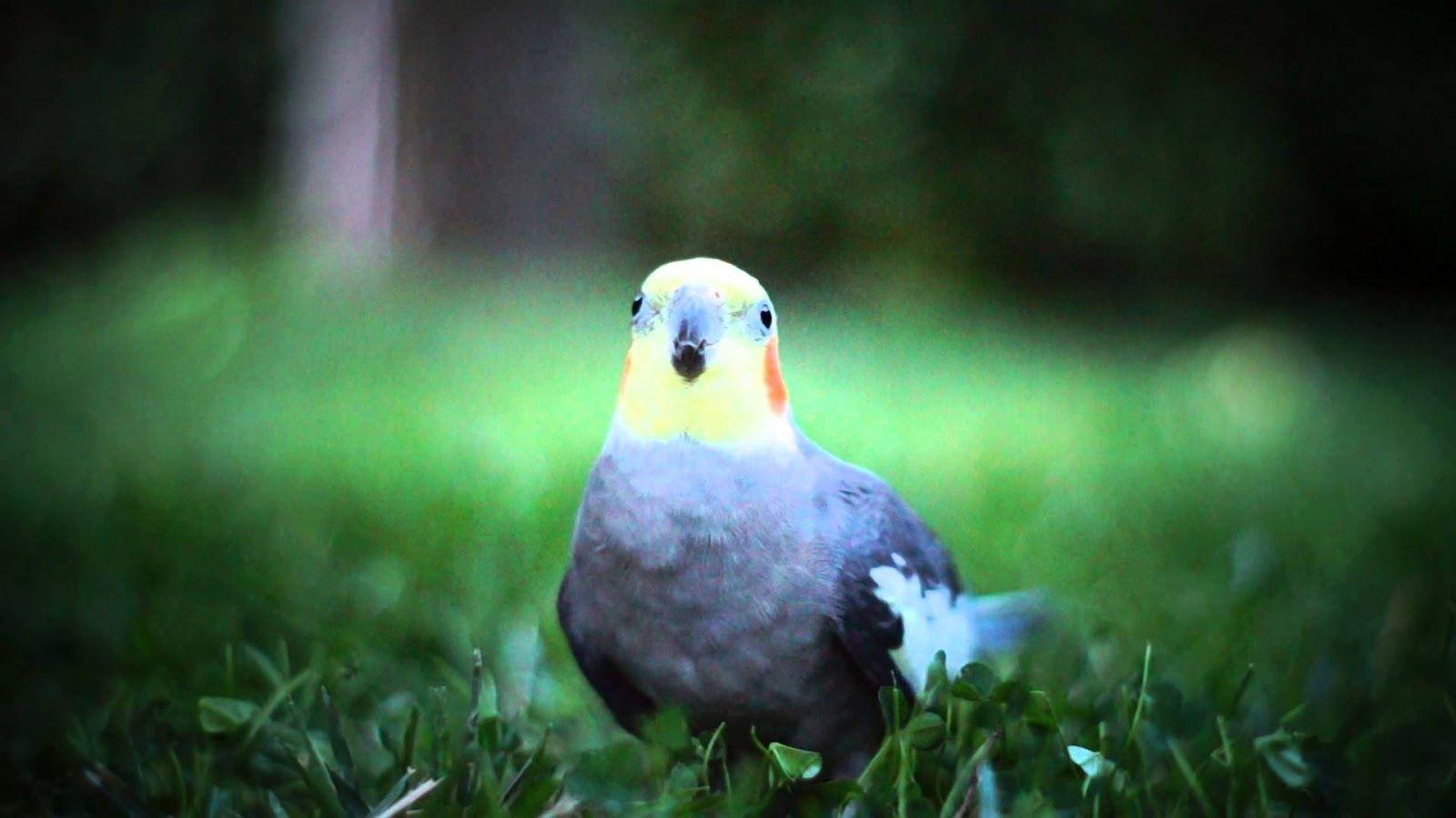 Cockatiel Wallpapers - Top Free Cockatiel Backgrounds - WallpaperAccess