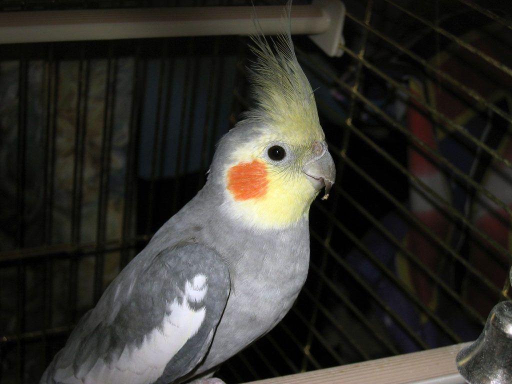 Cockatiel Wallpapers - Top Free Cockatiel Backgrounds - WallpaperAccess