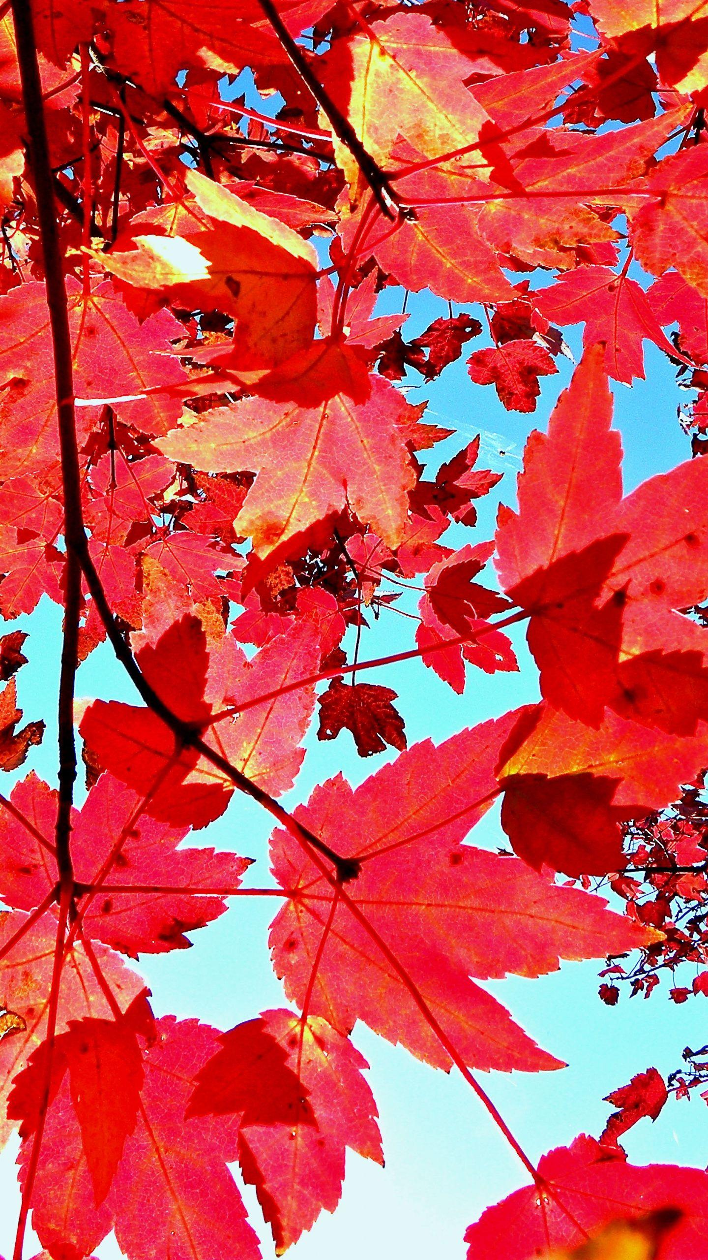 Red Tumblr Wallpapers - Top Free Red Tumblr Backgrounds - WallpaperAccess