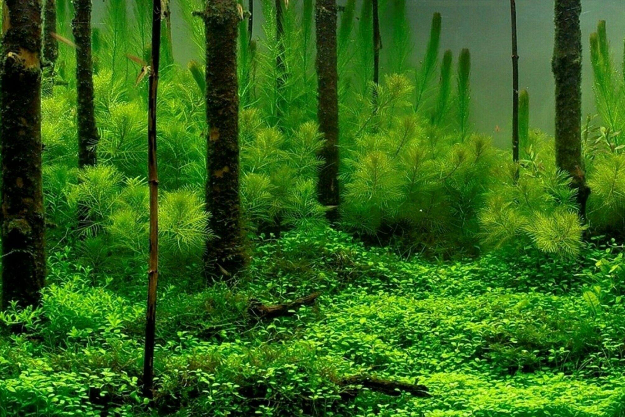 Aquascape Wallpapers - Top Free Aquascape Backgrounds - WallpaperAccess