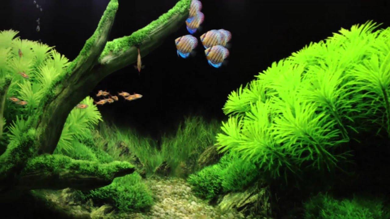 Aquascape Wallpapers - Top Free Aquascape Backgrounds - WallpaperAccess