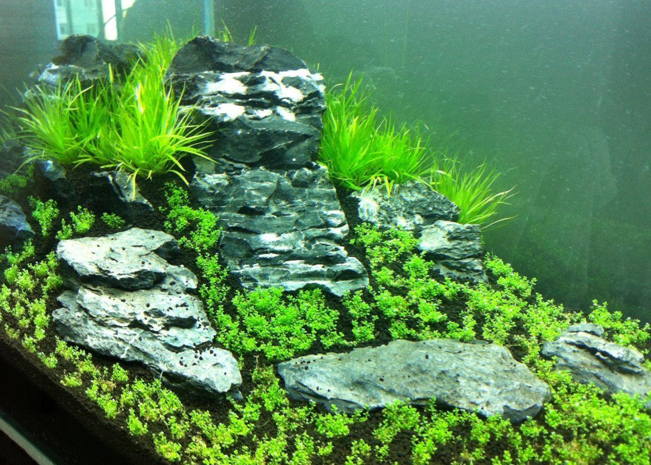 Aquascape Wallpapers - Top Free Aquascape Backgrounds - WallpaperAccess