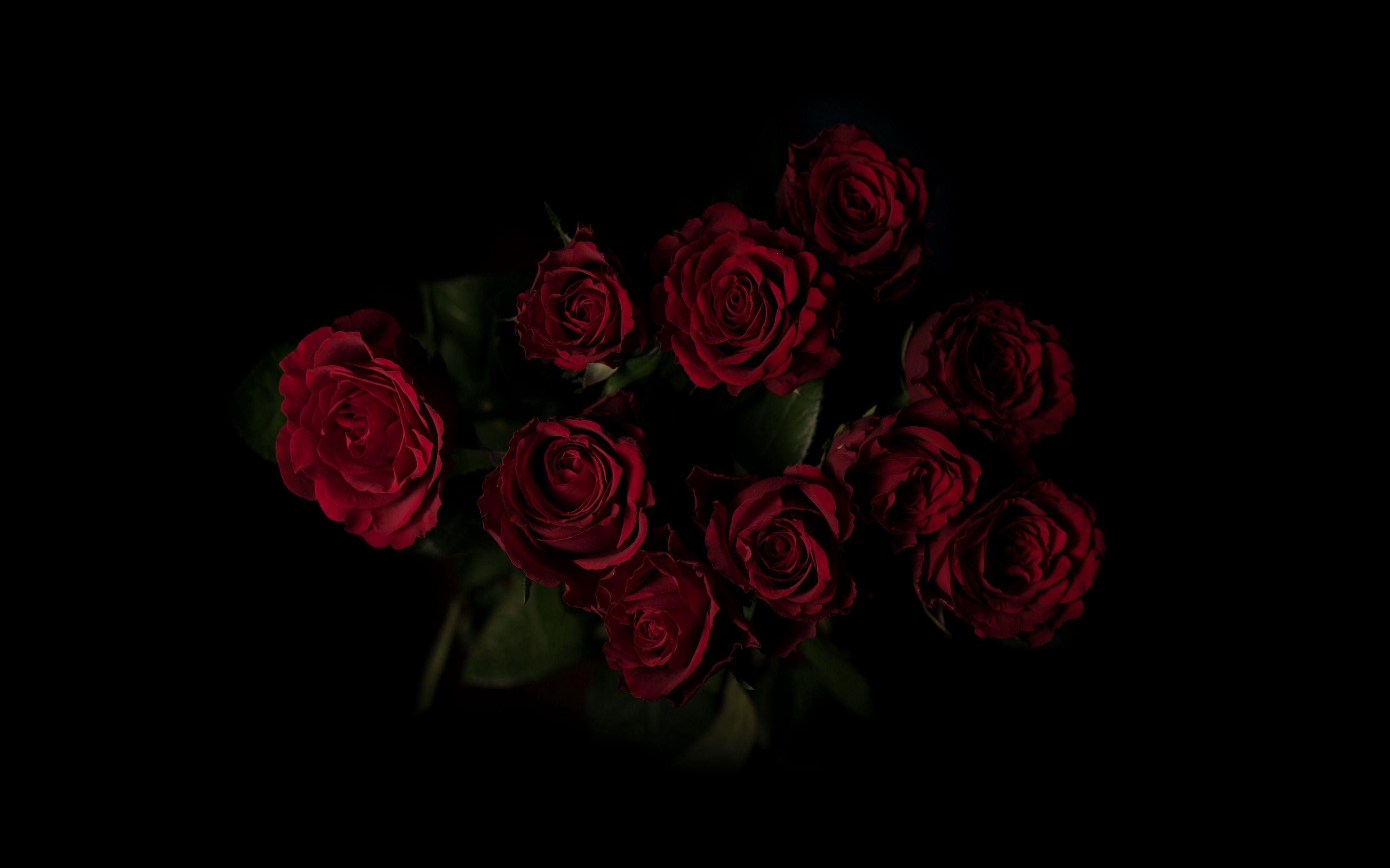 Ultra HD Rose Wallpapers - Top Free Ultra HD Rose Backgrounds ...