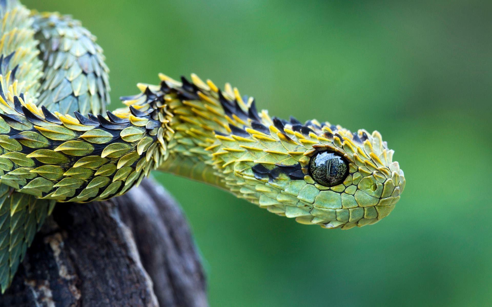 Green Snake Wallpapers - Top Free Green Snake Backgrounds - WallpaperAccess