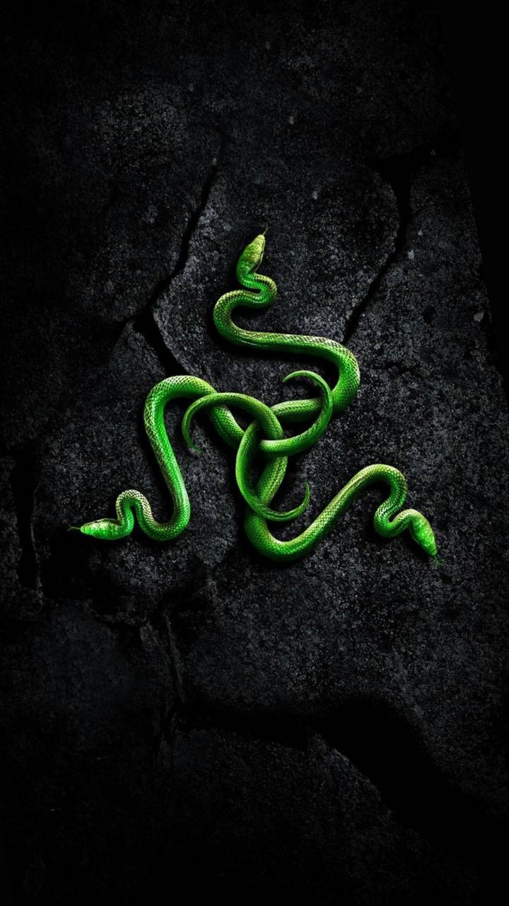 Green Snake Wallpapers - Top Free Green Snake Backgrounds - WallpaperAccess