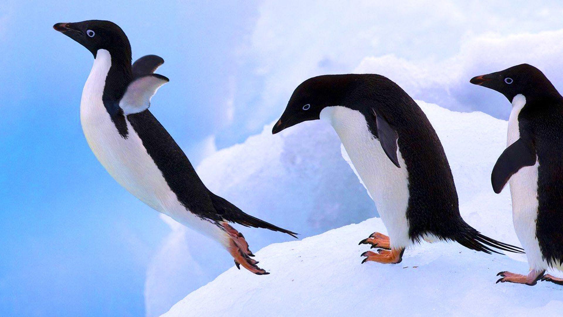 Funny Penguin Wallpapers - Top Free Funny Penguin Backgrounds ...