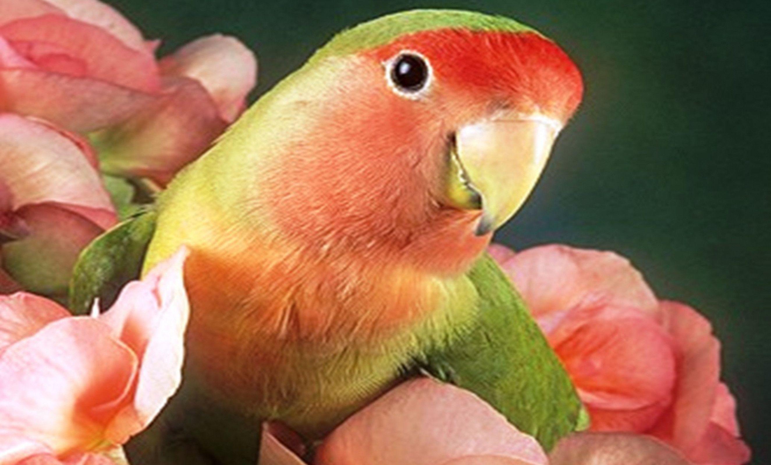 Love Bird Wallpapers - Top Free Love Bird Backgrounds - WallpaperAccess