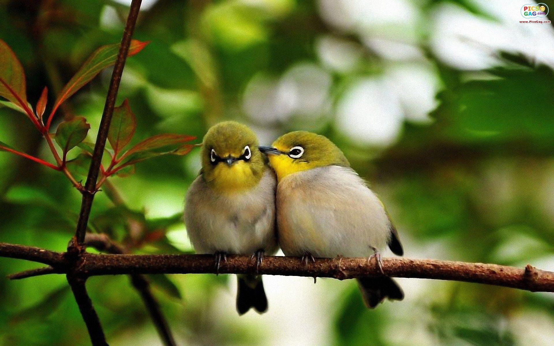 Love Bird Wallpapers - Top Free Love Bird Backgrounds - WallpaperAccess