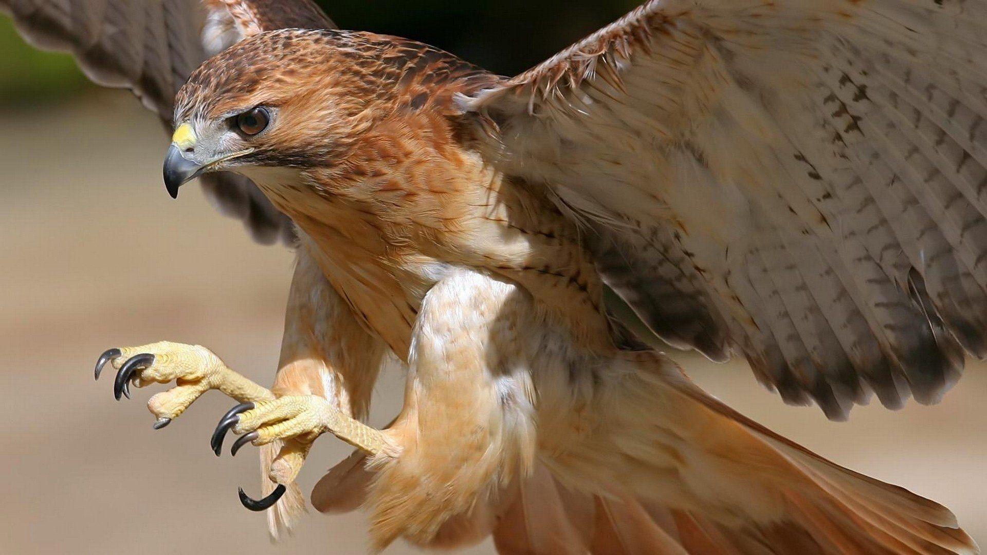 Hawks Wallpapers - Top Free Hawks Backgrounds - WallpaperAccess