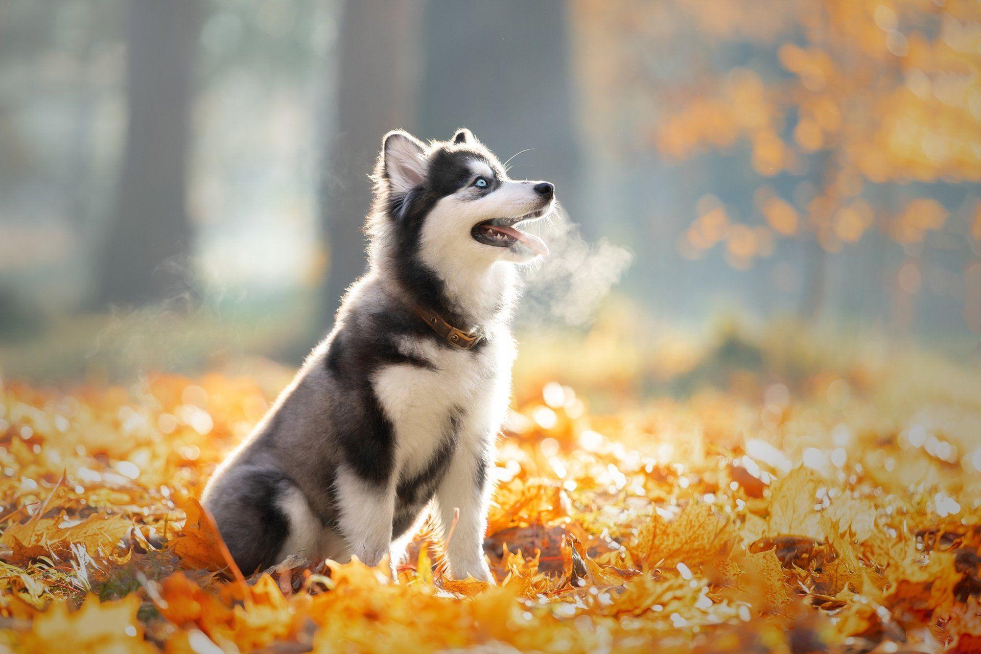 Husky Dog Wallpapers - Top Free Husky Dog Backgrounds - WallpaperAccess