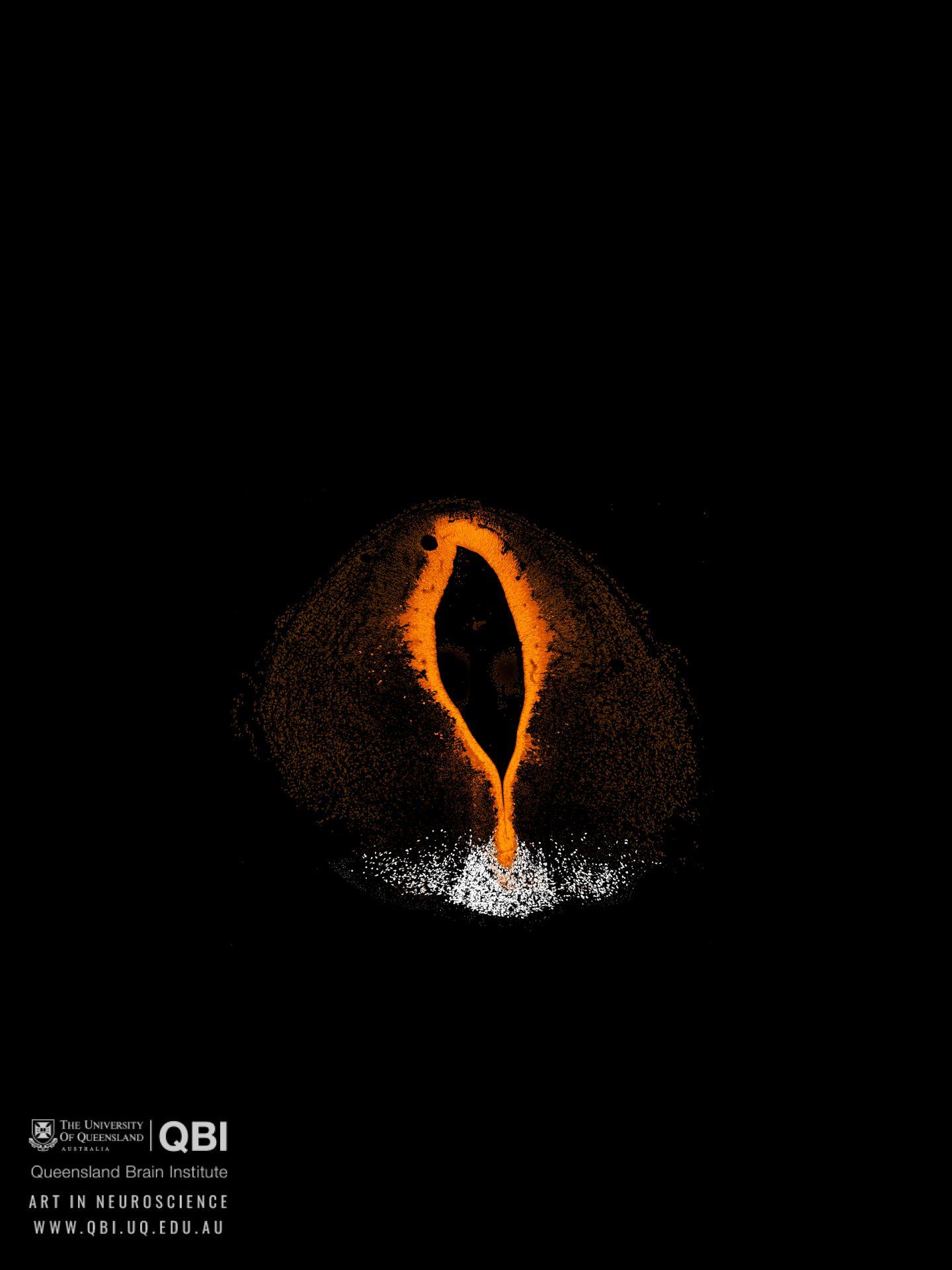 Neuroscience Wallpapers - Top Free Neuroscience Backgrounds ...