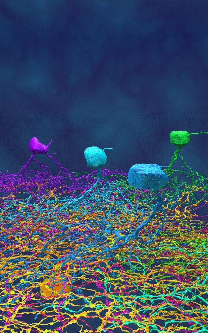 Neuroscience Wallpapers - Top Free Neuroscience Backgrounds ...