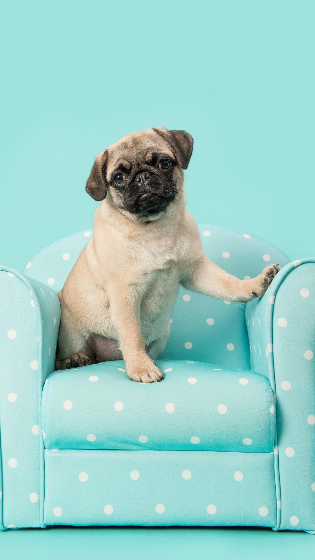Pug Wallpapers - Top Free Pug Backgrounds - WallpaperAccess
