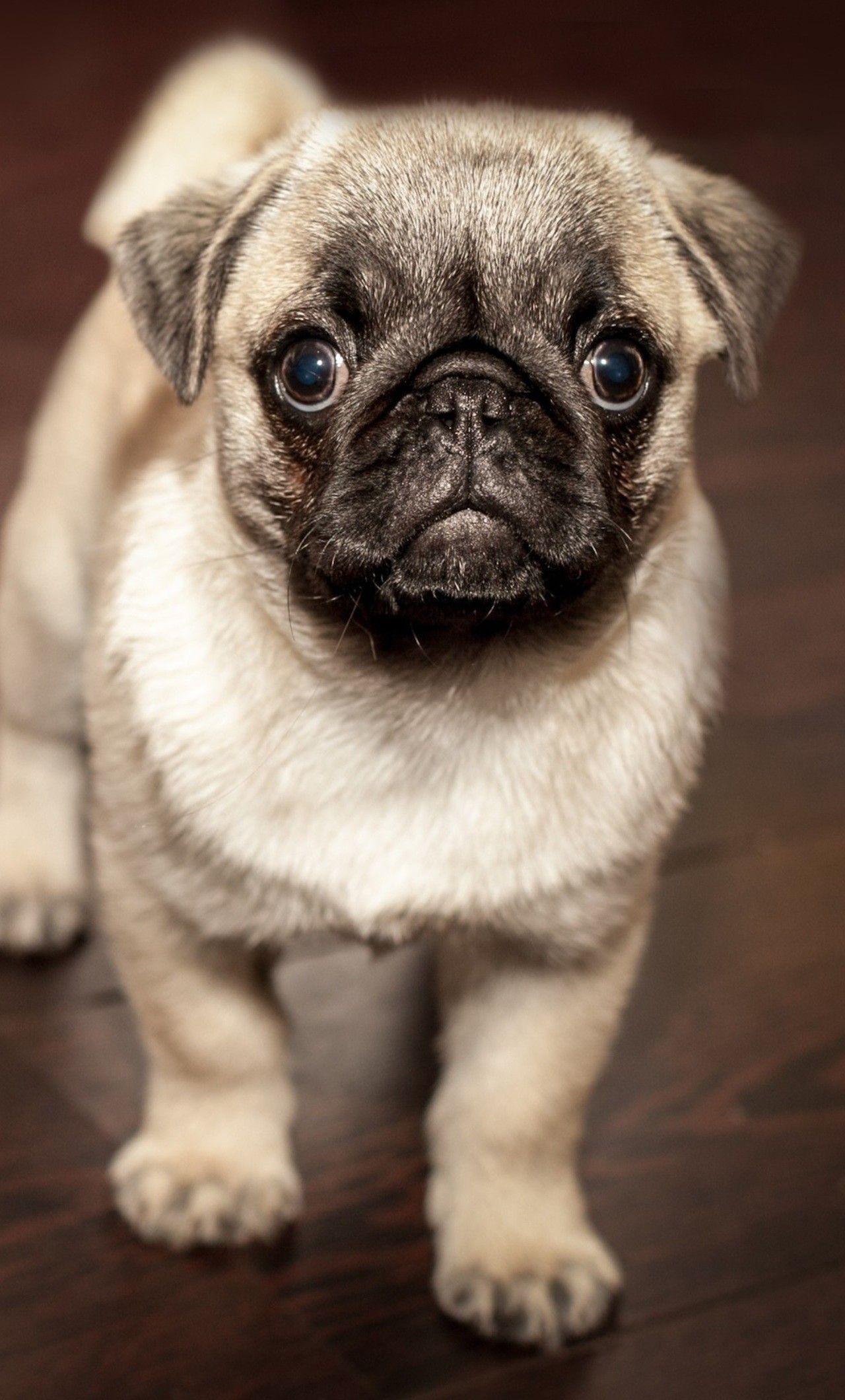 Pug Wallpapers - Top Free Pug Backgrounds - WallpaperAccess