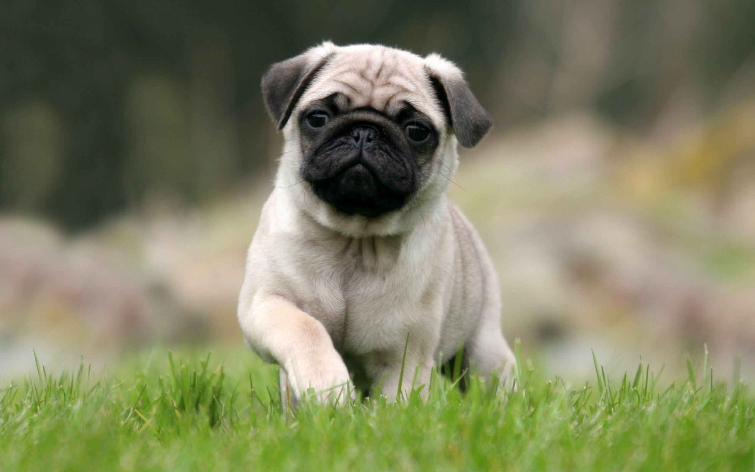 Pug Wallpapers - Top Free Pug Backgrounds - WallpaperAccess