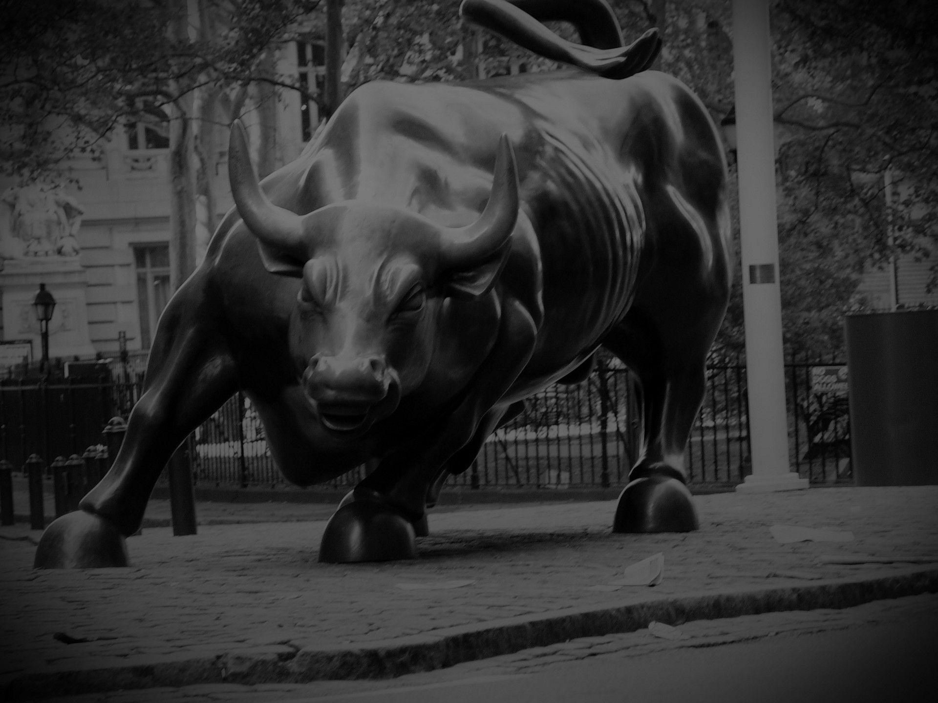 Bull Wallpapers - Top Free Bull Backgrounds - WallpaperAccess