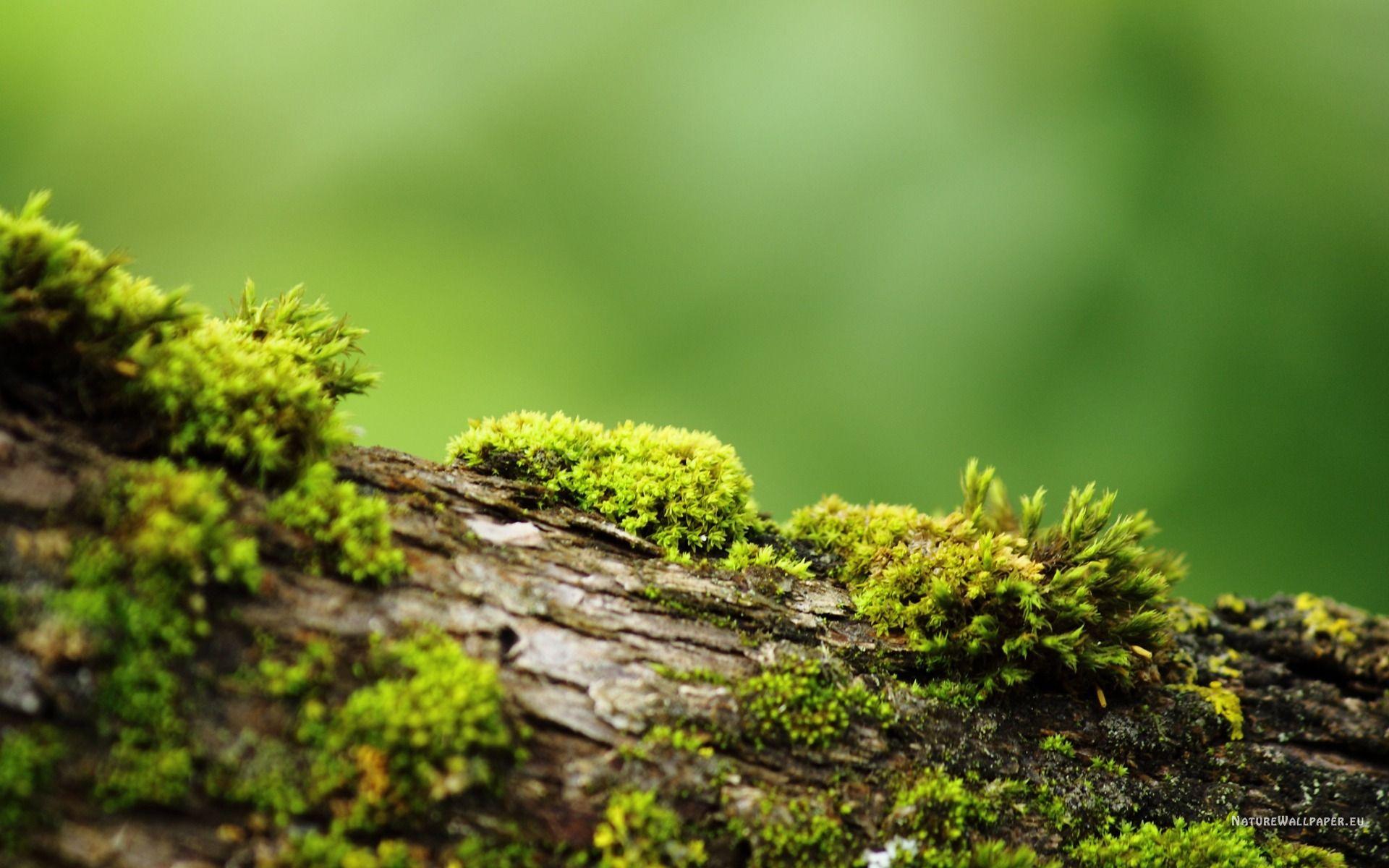 Moss Wallpapers - Top Free Moss Backgrounds - WallpaperAccess