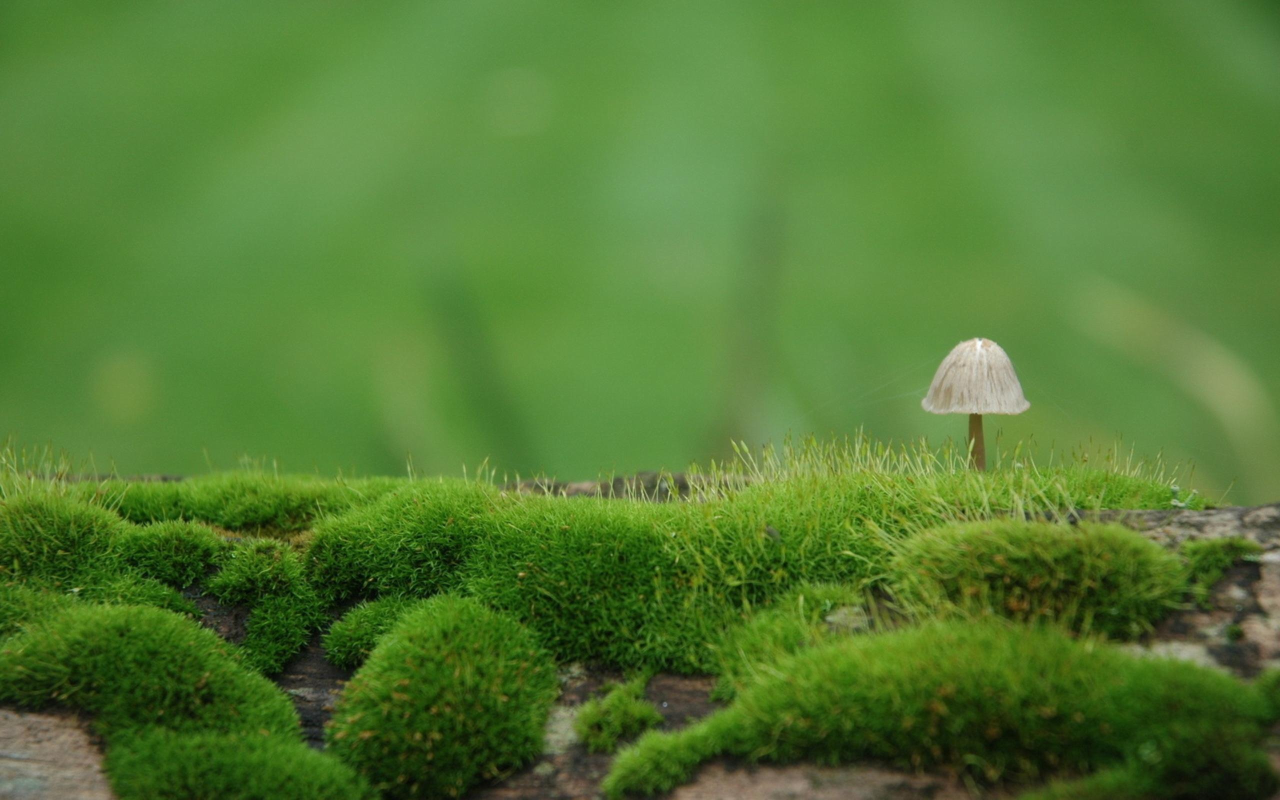 Moss Wallpapers - Top Free Moss Backgrounds - WallpaperAccess
