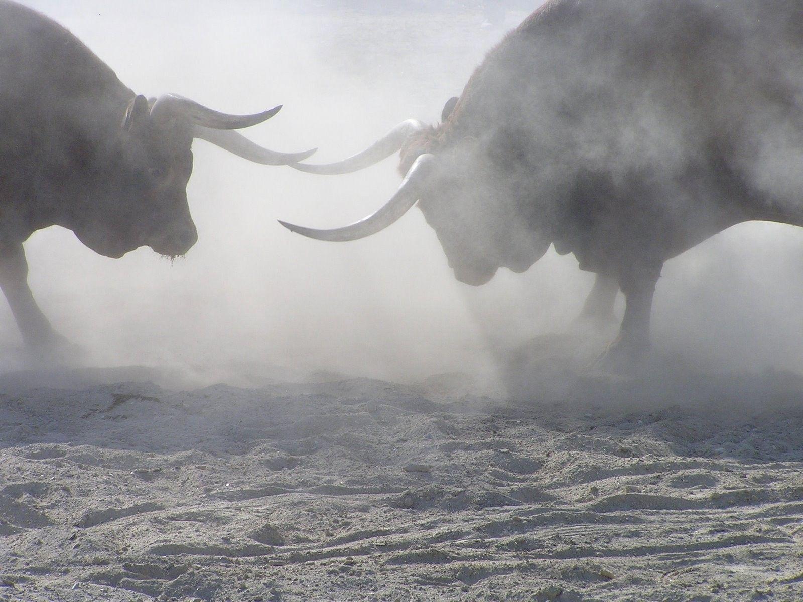 Bull Wallpapers - Top Free Bull Backgrounds - WallpaperAccess