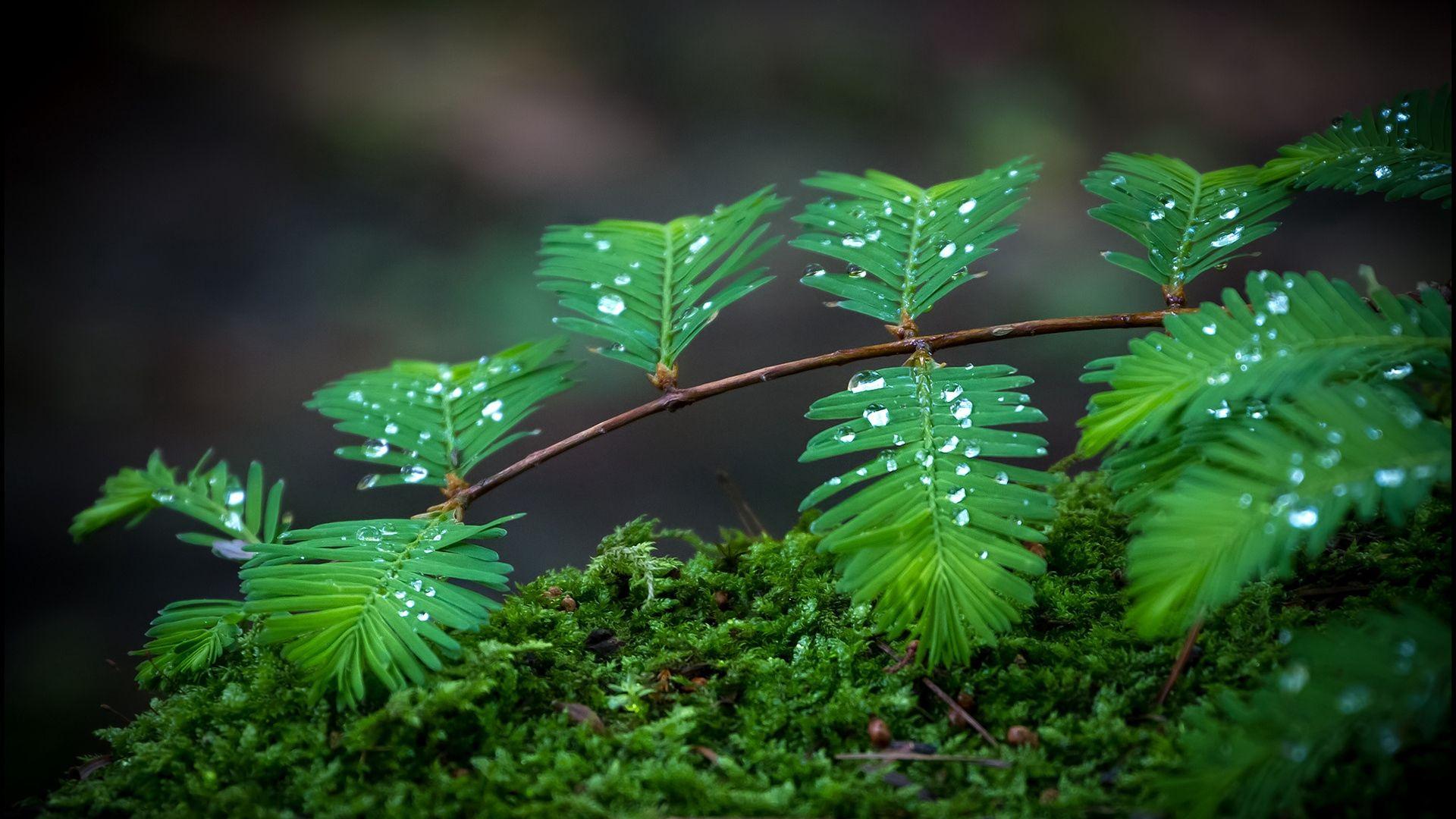 Moss Wallpapers - Top Free Moss Backgrounds - WallpaperAccess