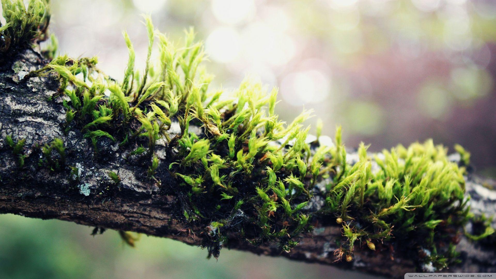 Moss Wallpapers - Top Free Moss Backgrounds - WallpaperAccess