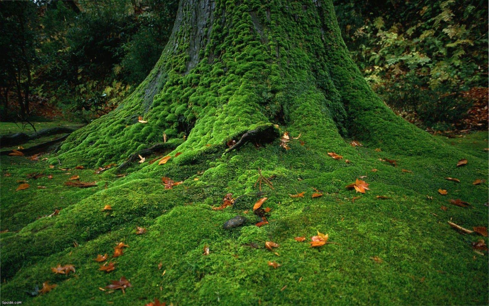 Moss Wallpapers - Top Free Moss Backgrounds - WallpaperAccess