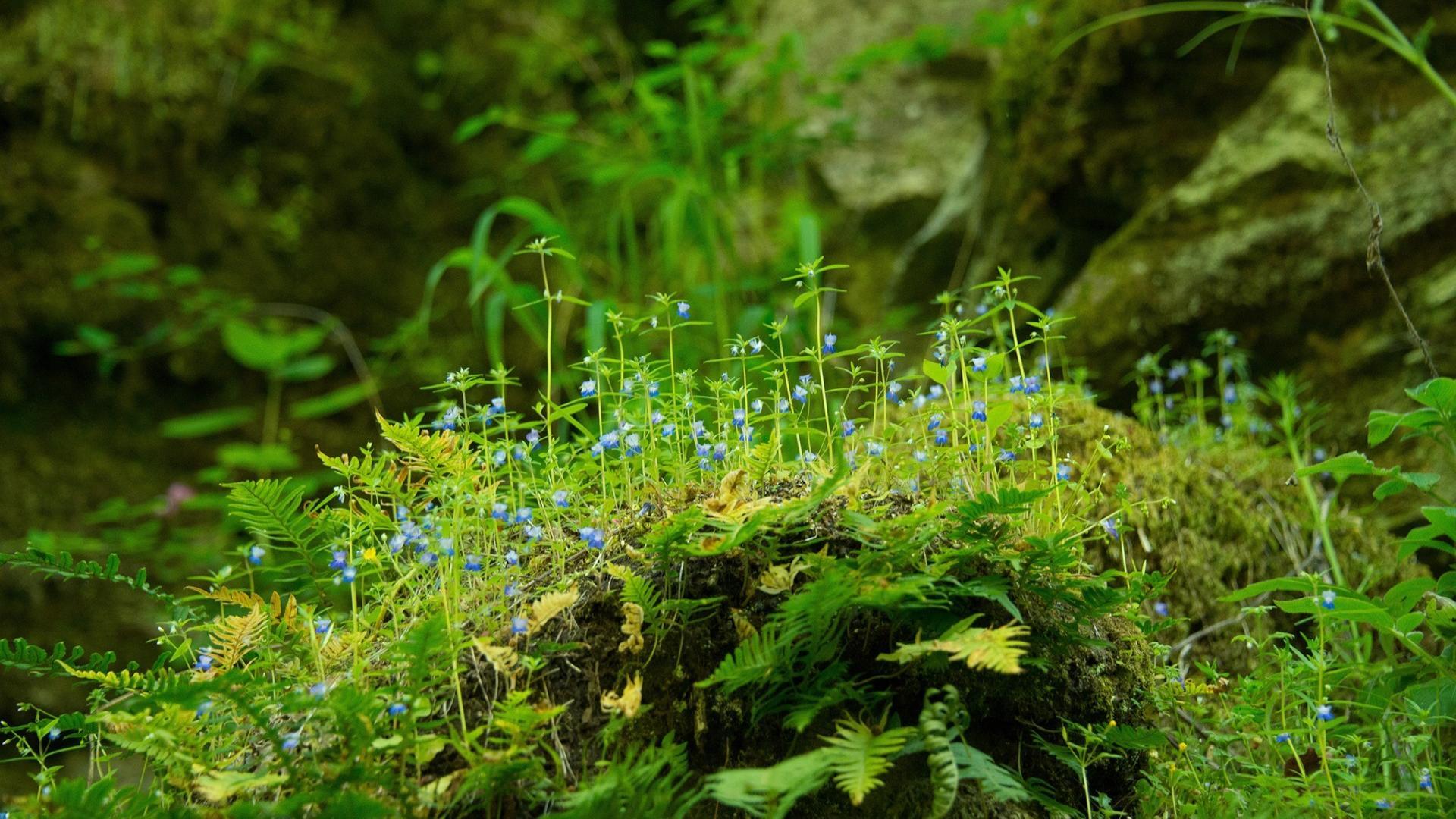 Moss Wallpapers - Top Free Moss Backgrounds - WallpaperAccess