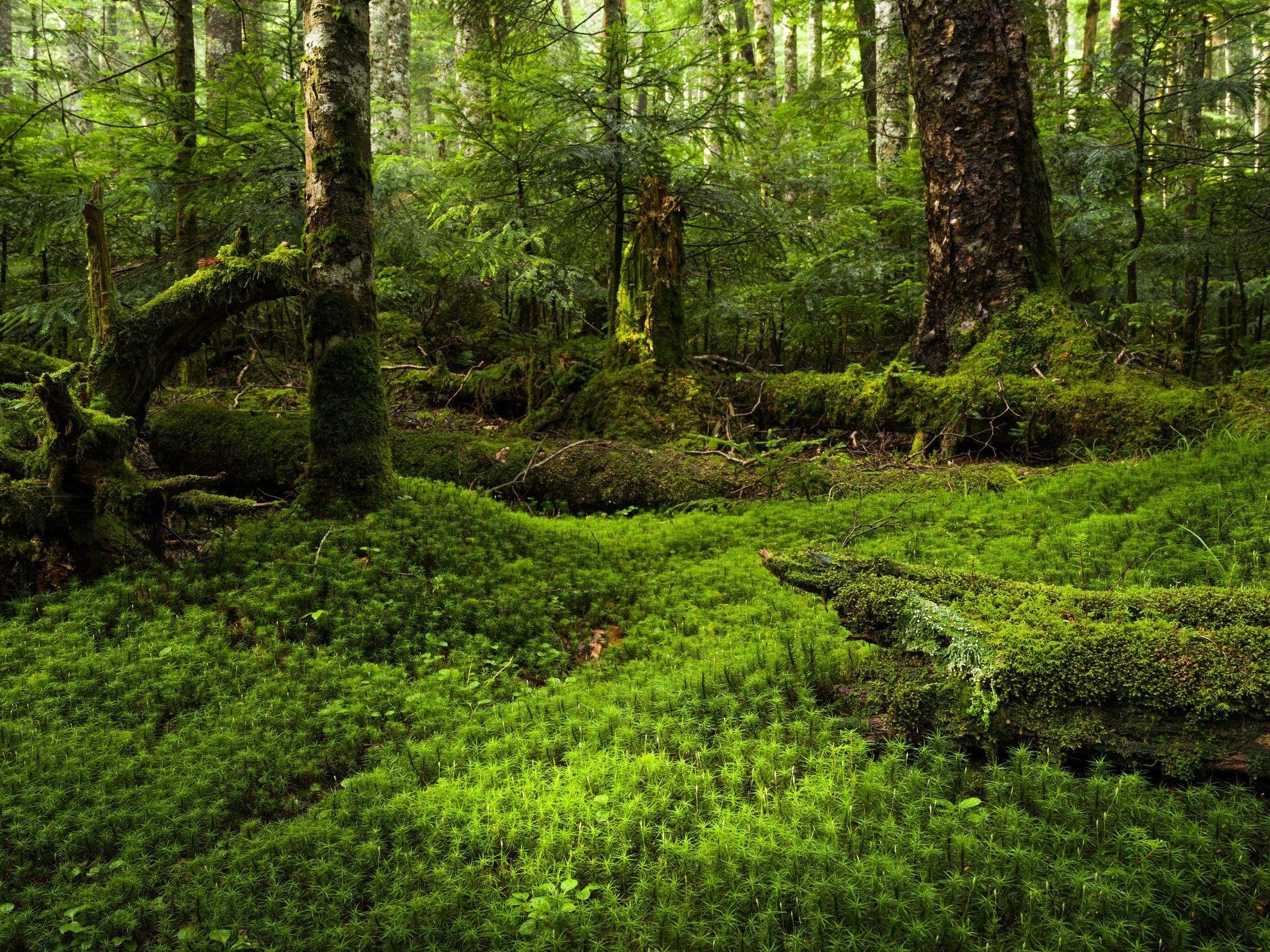 Moss Wallpapers - Top Free Moss Backgrounds - WallpaperAccess