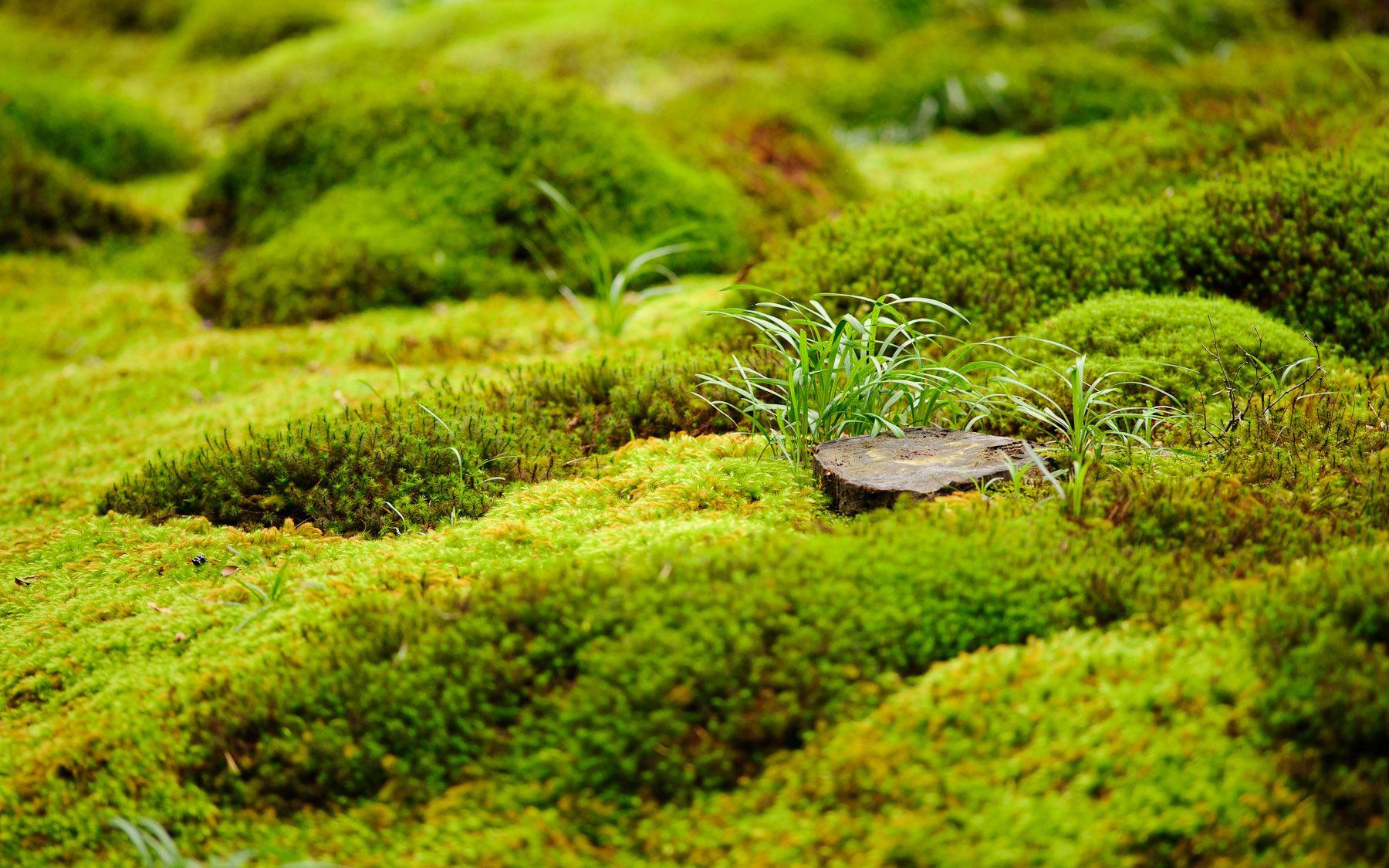 Moss Wallpapers - Top Free Moss Backgrounds - WallpaperAccess
