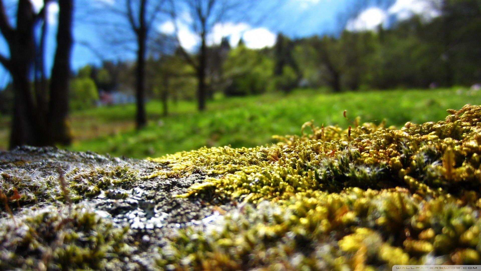 Moss Wallpapers - Top Free Moss Backgrounds - WallpaperAccess