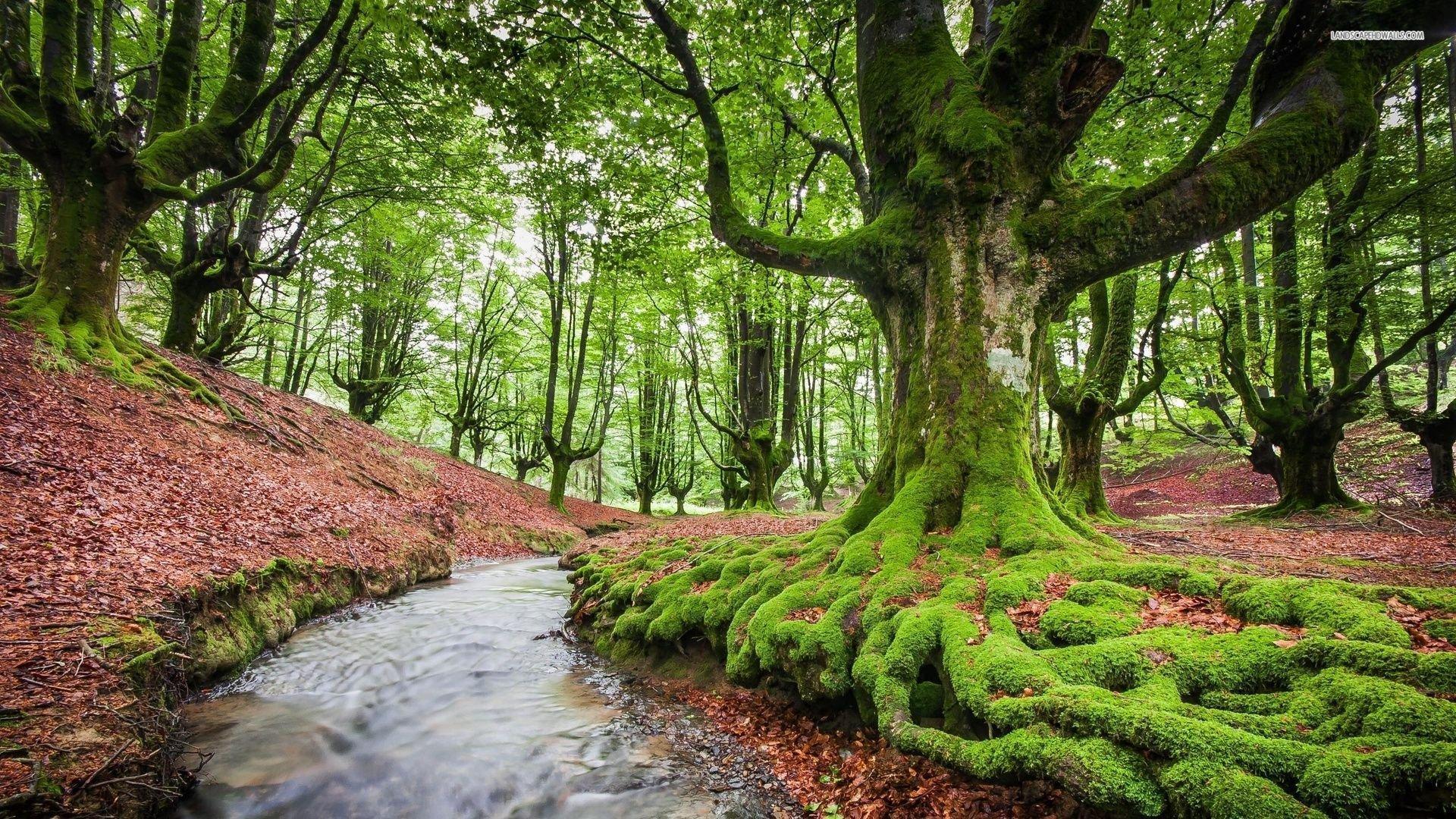 Moss Wallpapers - Top Free Moss Backgrounds - WallpaperAccess