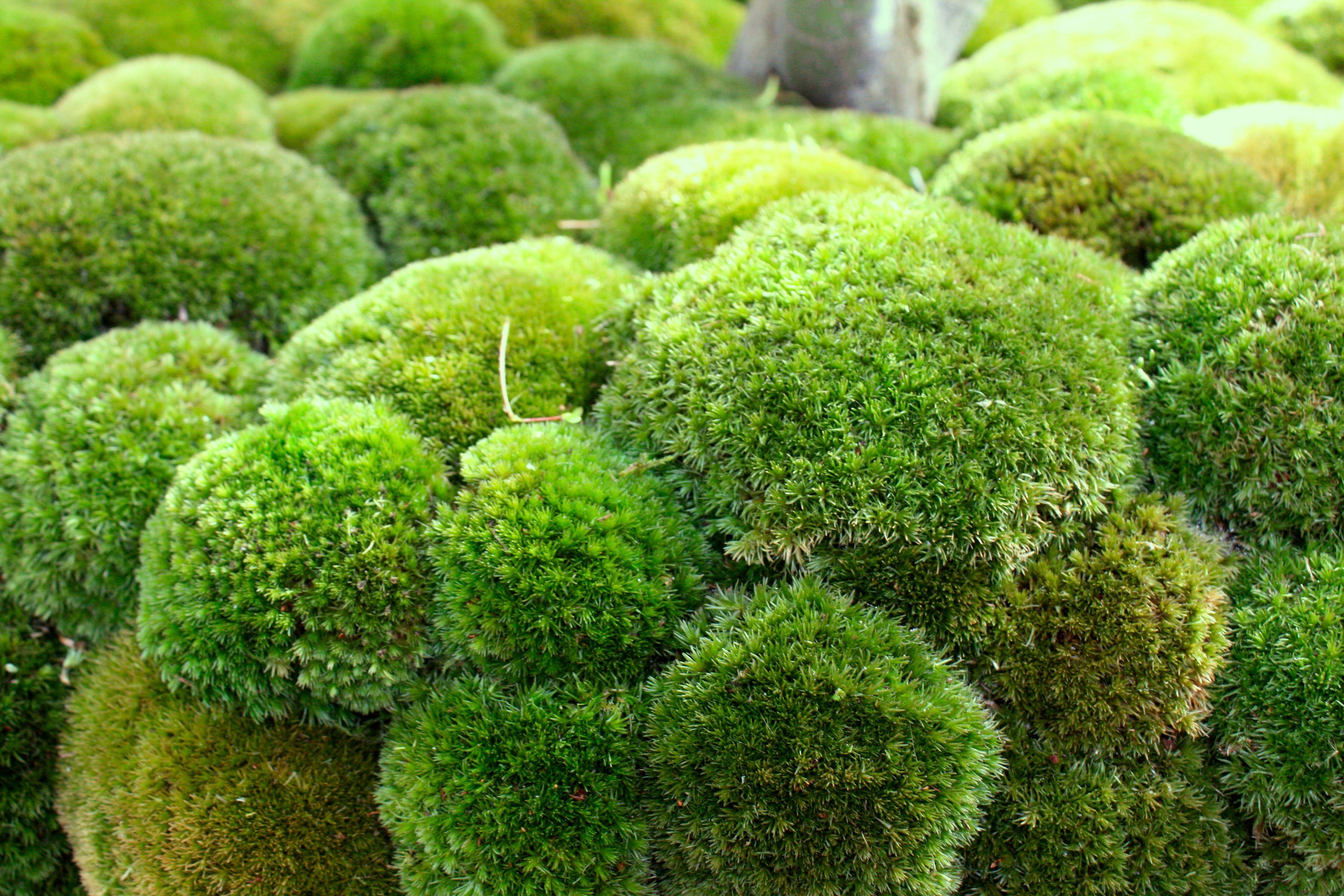 Moss Wallpapers - Top Free Moss Backgrounds - WallpaperAccess