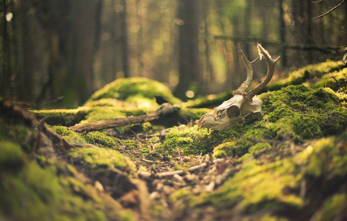 Moss Wallpapers - Top Free Moss Backgrounds - WallpaperAccess