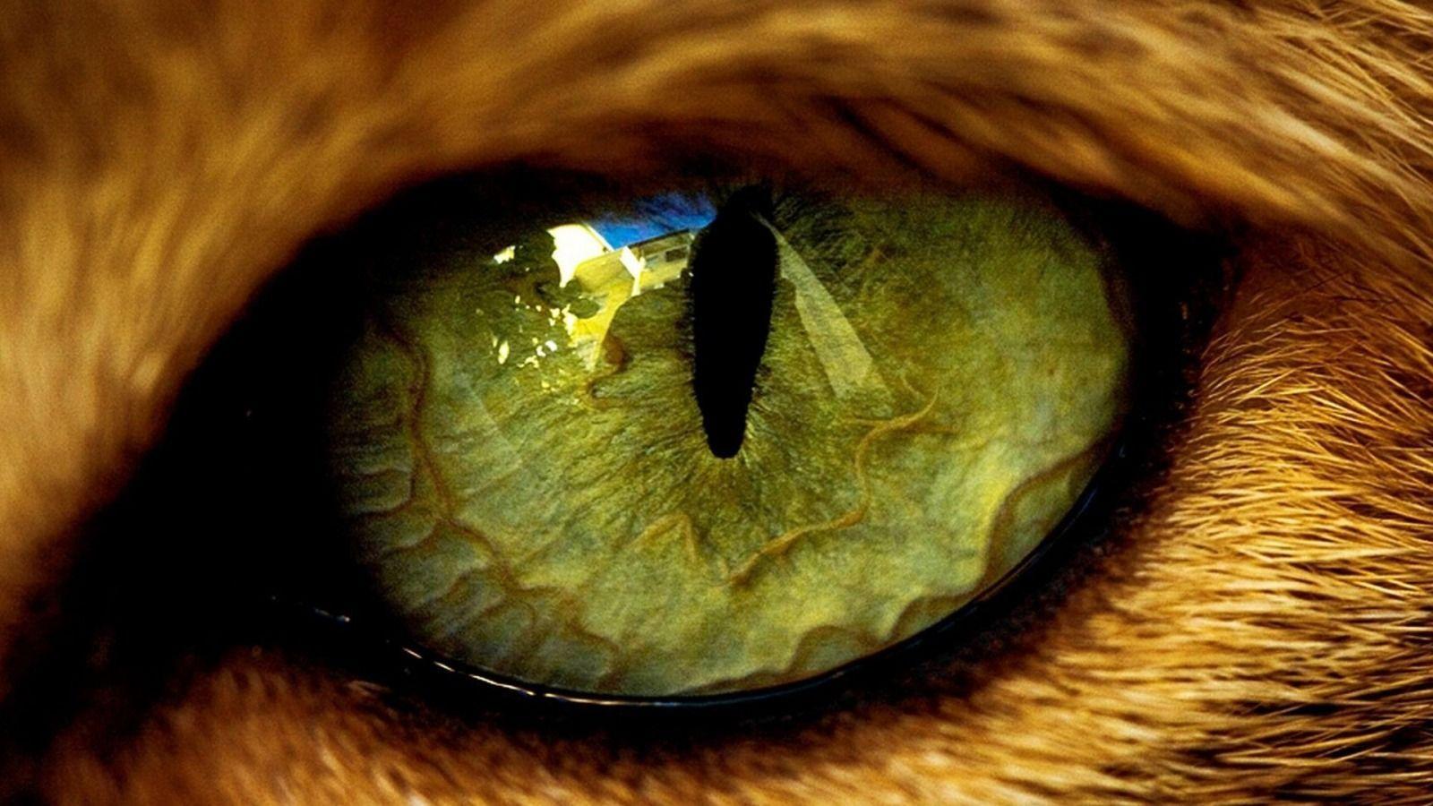 Lion Eyes Wallpapers - Top Free Lion Eyes Backgrounds - WallpaperAccess
