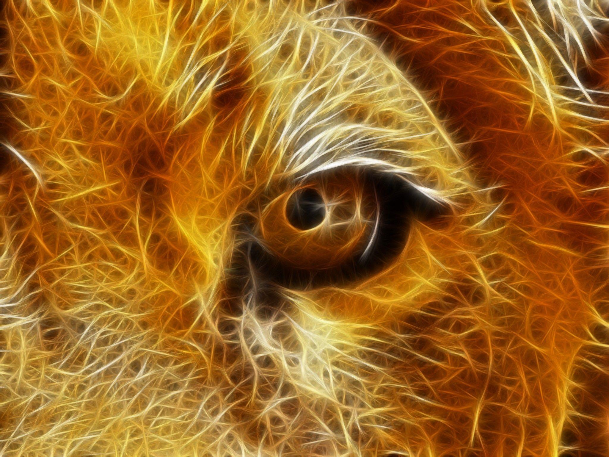 Lion Eyes Wallpapers - Top Free Lion Eyes Backgrounds - WallpaperAccess