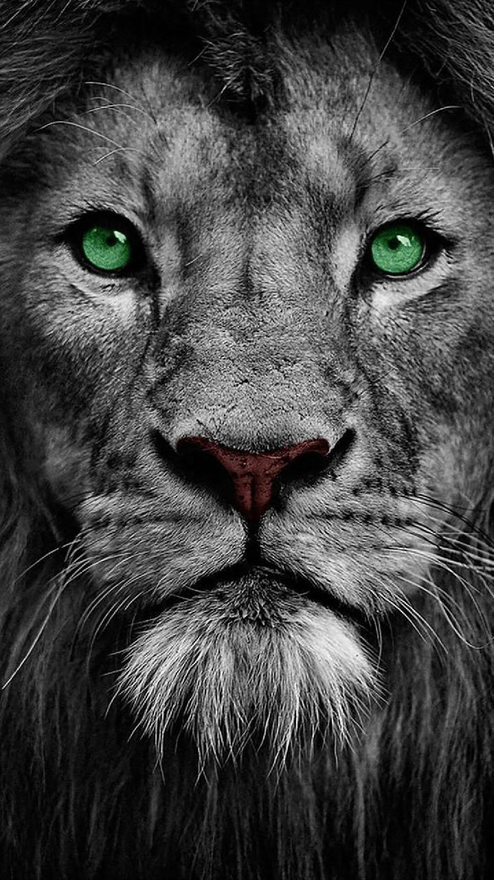 Real Animal Wallpapers - Top Free Real Animal Backgrounds - WallpaperAccess