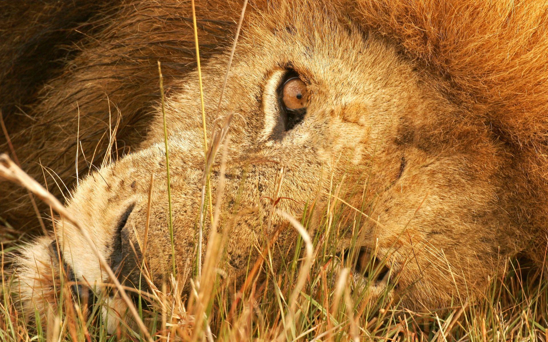 Lion Eyes Wallpapers - Top Free Lion Eyes Backgrounds - WallpaperAccess