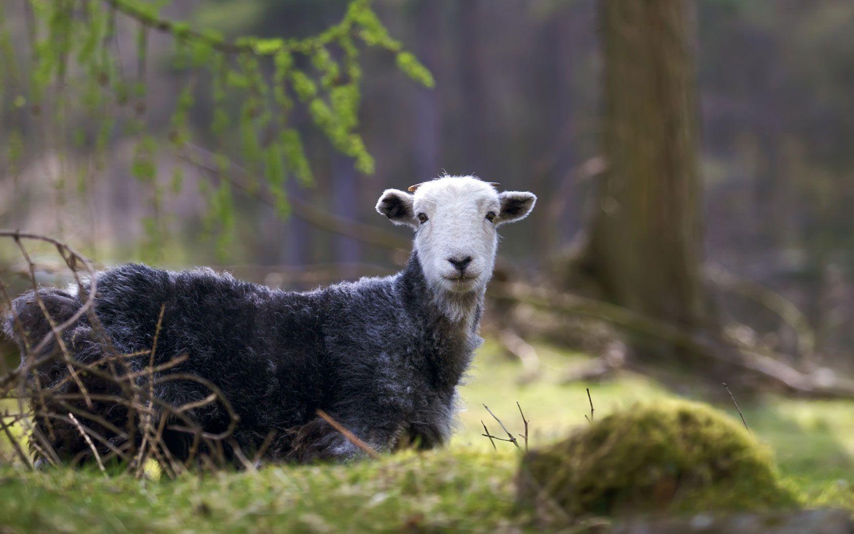 Black Sheep Wallpapers - Top Free Black Sheep Backgrounds - WallpaperAccess