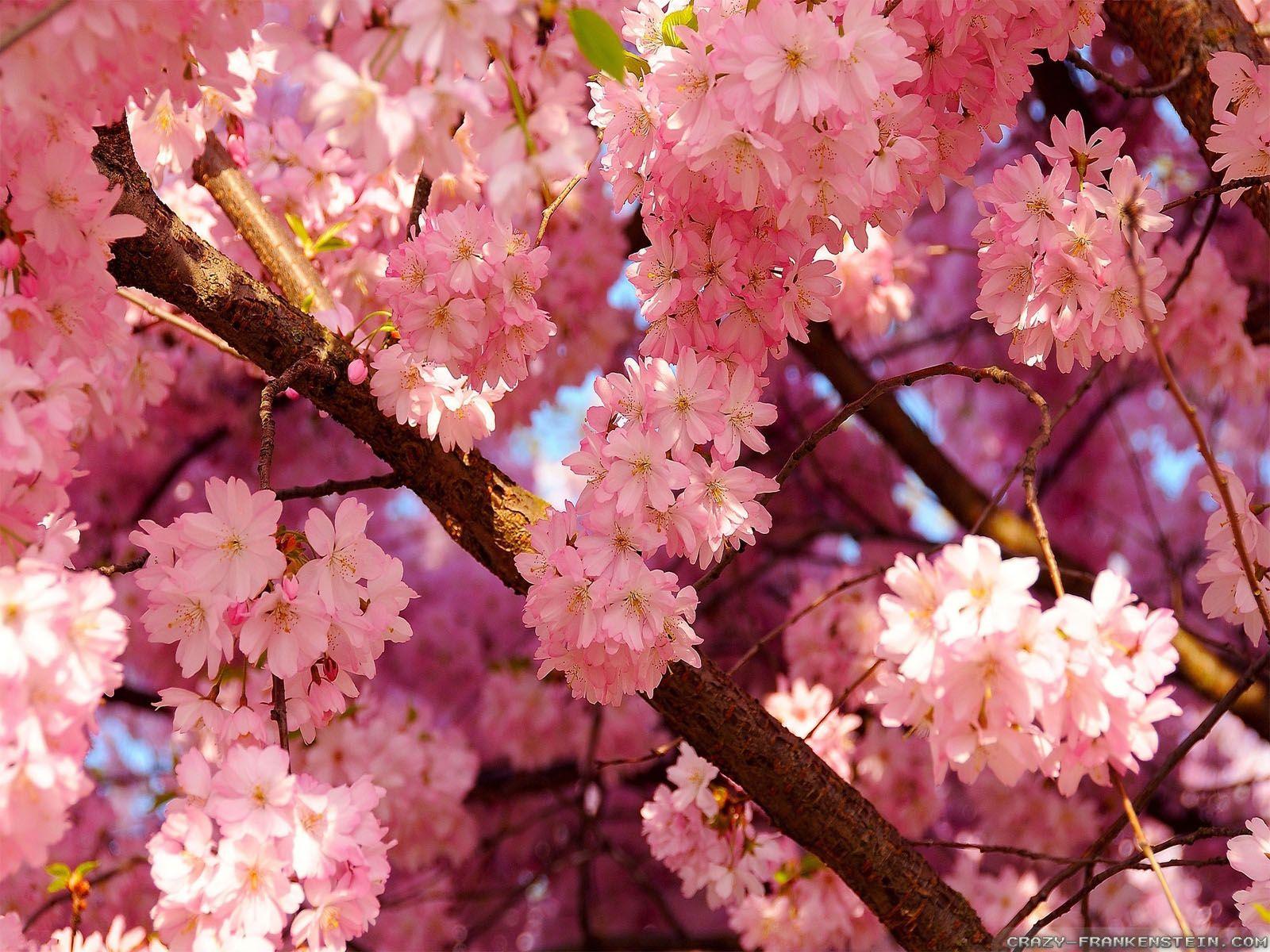 Blueming Wallpapers - Top Free Blueming Backgrounds - WallpaperAccess