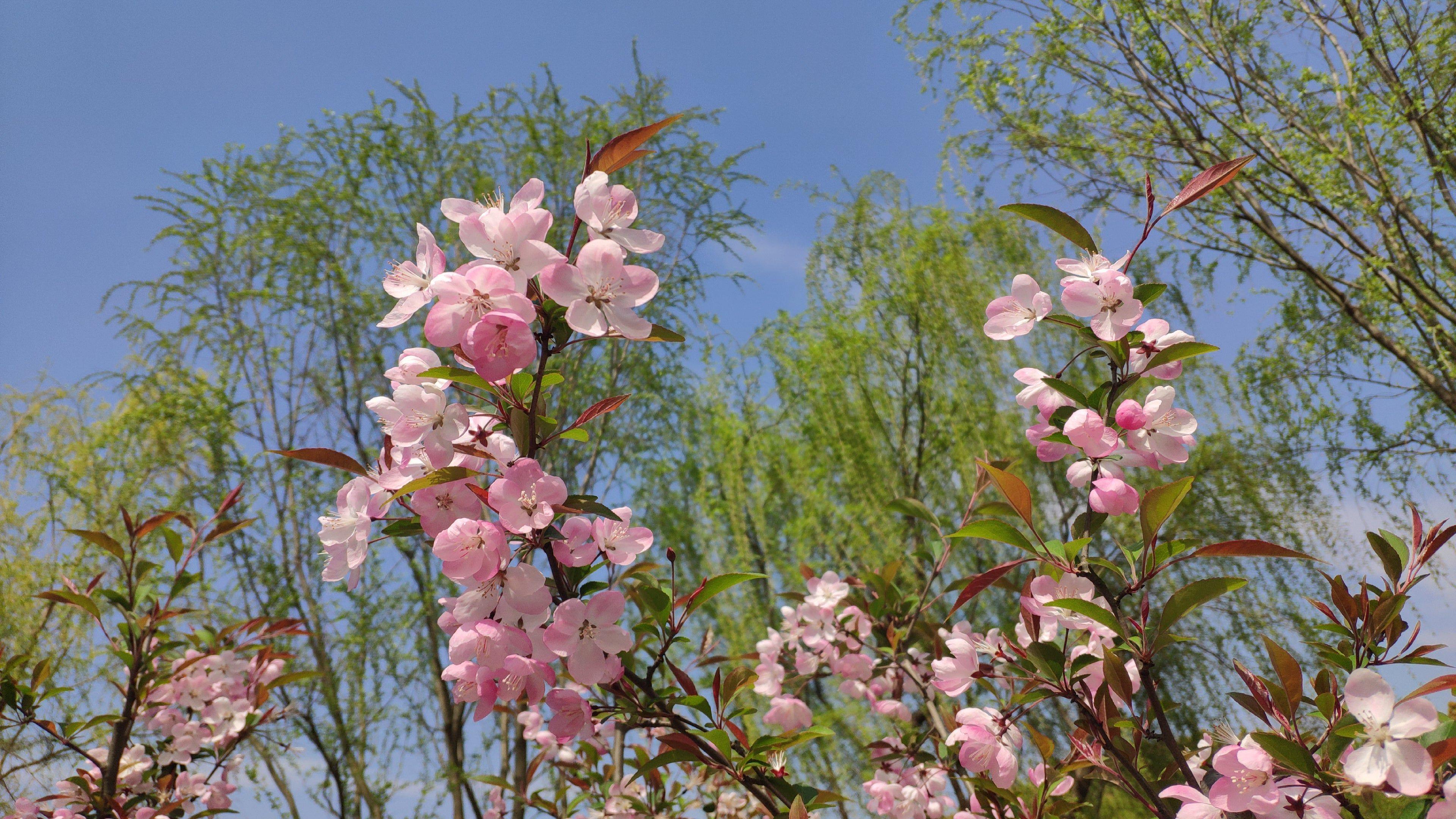 Blueming Wallpapers - Top Free Blueming Backgrounds - WallpaperAccess