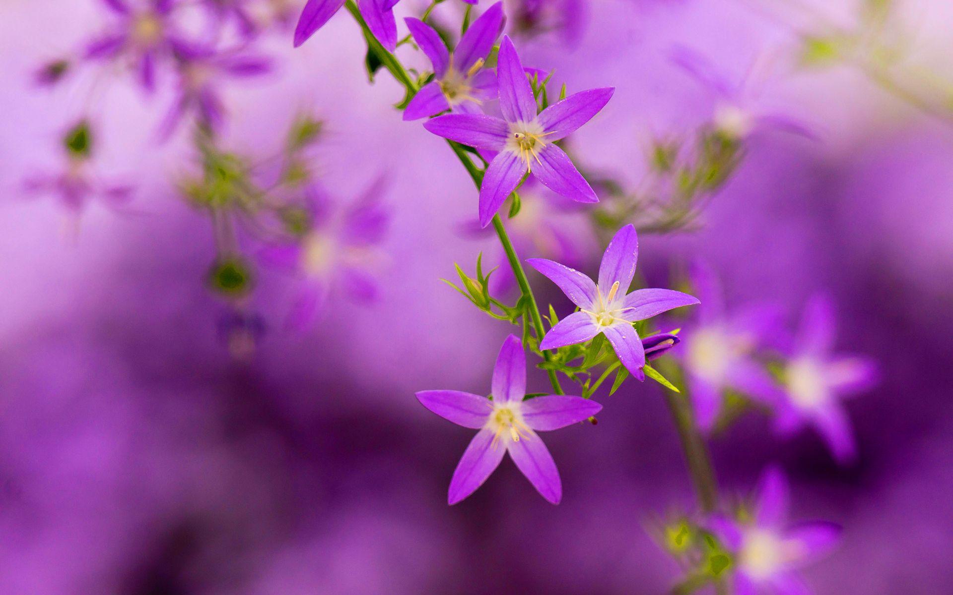 Blueming Wallpapers - Top Free Blueming Backgrounds - WallpaperAccess
