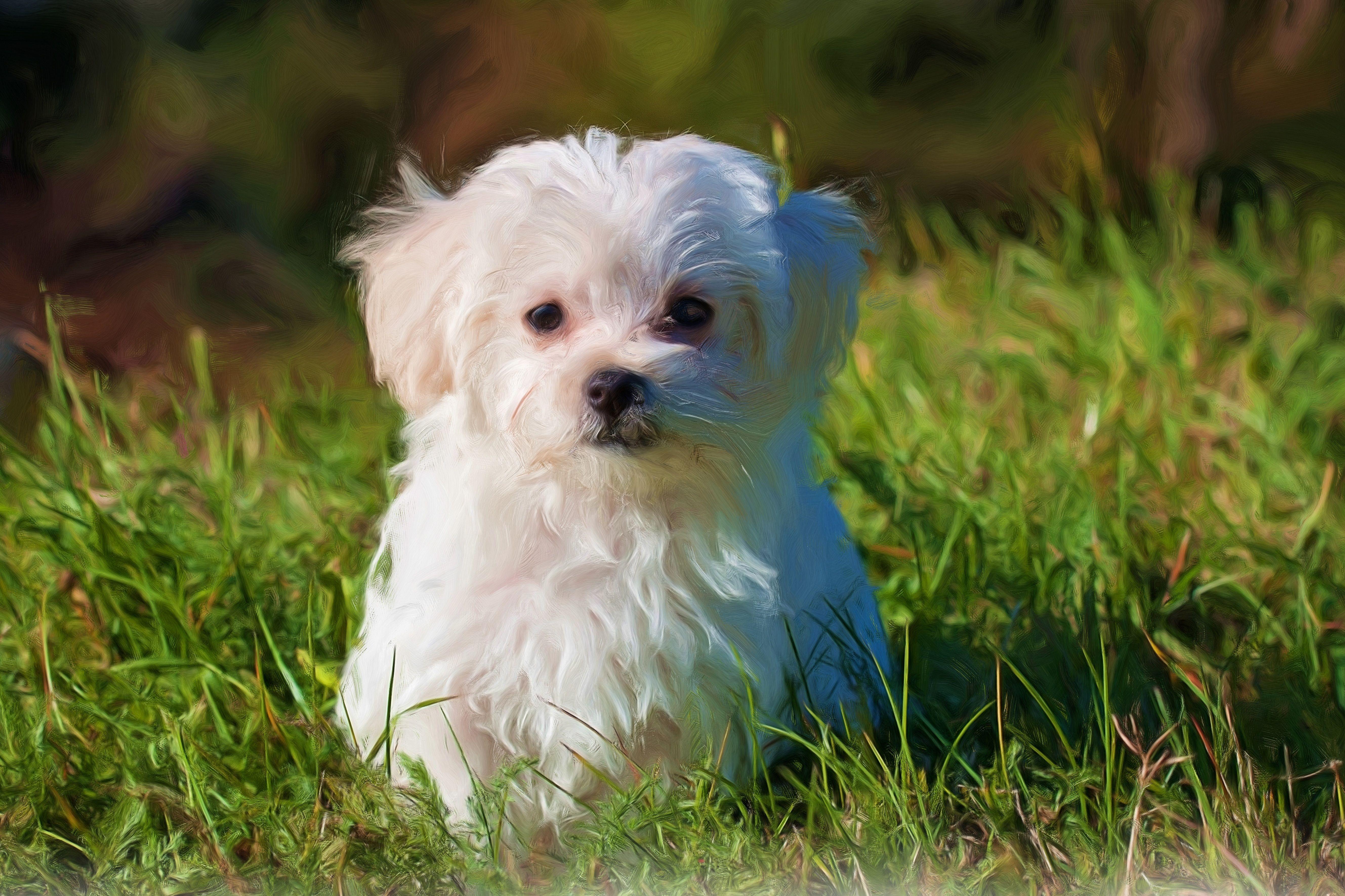 Maltese Wallpapers - Top Free Maltese Backgrounds - WallpaperAccess