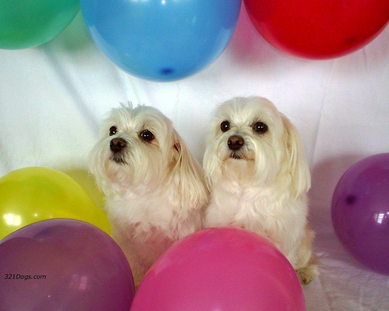 Maltese Wallpapers - Top Free Maltese Backgrounds - WallpaperAccess