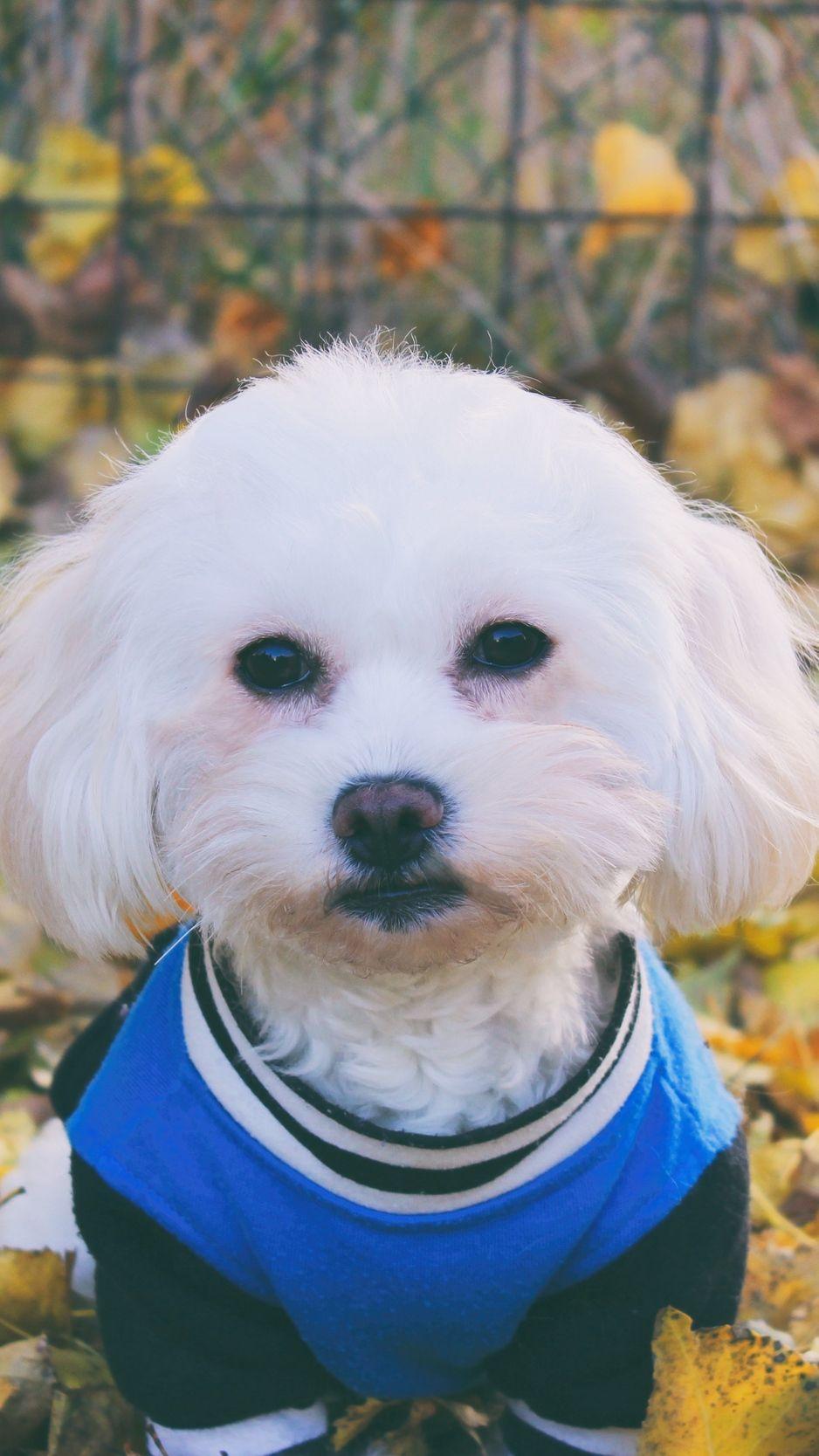 Maltese Wallpapers - Top Free Maltese Backgrounds - WallpaperAccess