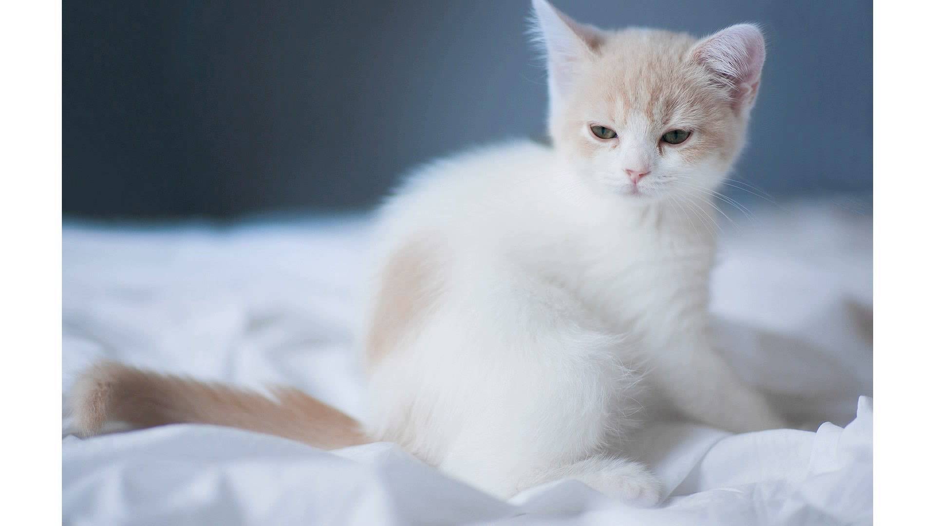 White Cat HD Wallpapers - Top Free White Cat HD Backgrounds ...