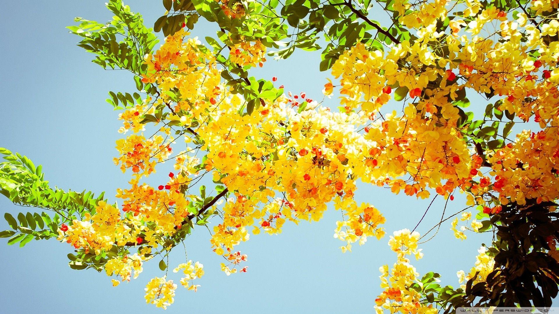 Yellow Tumblr Laptop Wallpapers - Top Free Yellow Tumblr Laptop ...